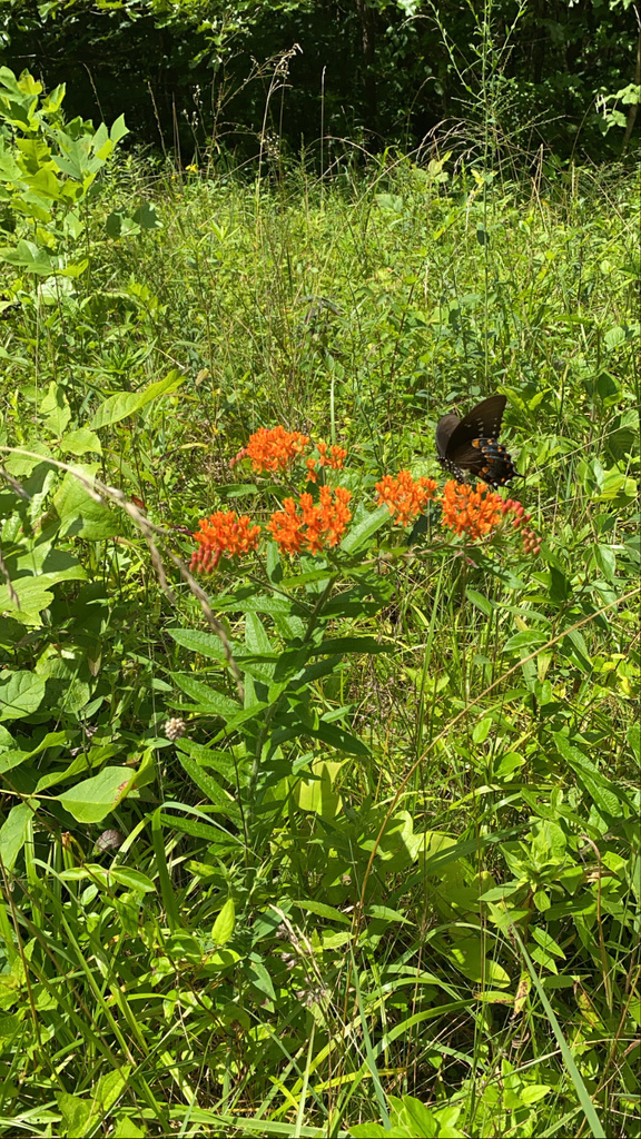 butterfly milkweed from Mammoth Cave St, Park City, KY, US on July 16 ...