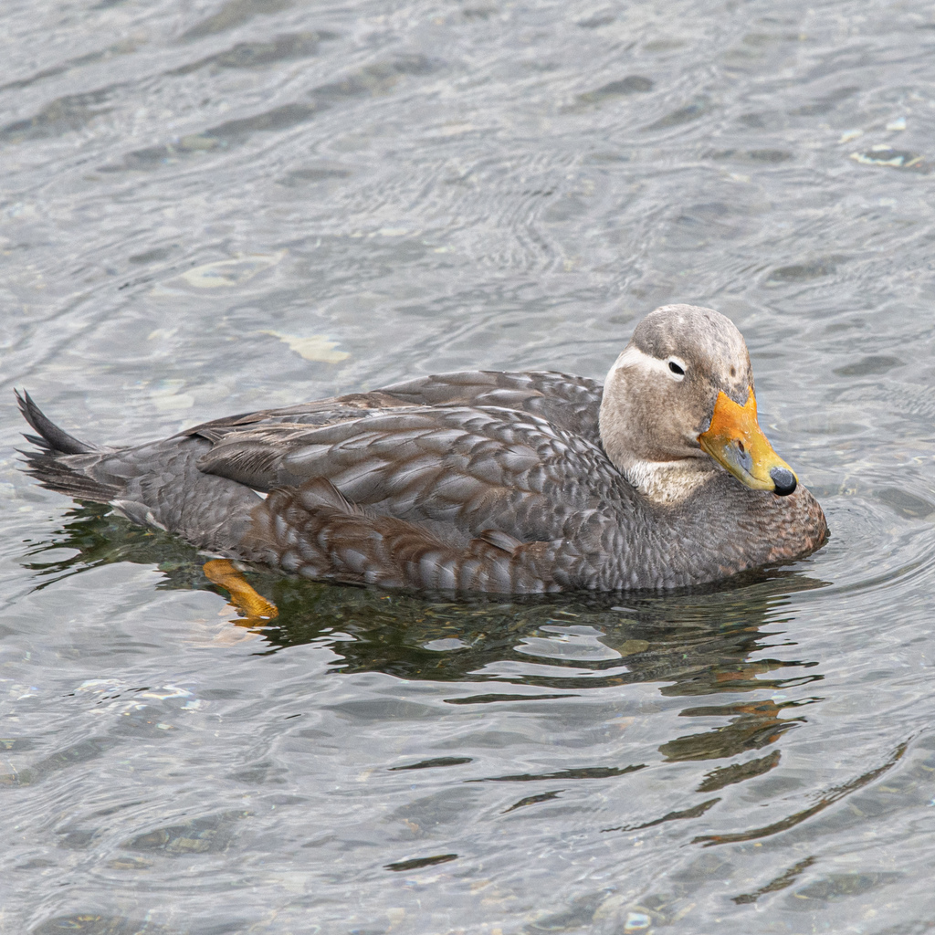 Flying Steamer-Duck in November 2023 by Marcia Morris · iNaturalist