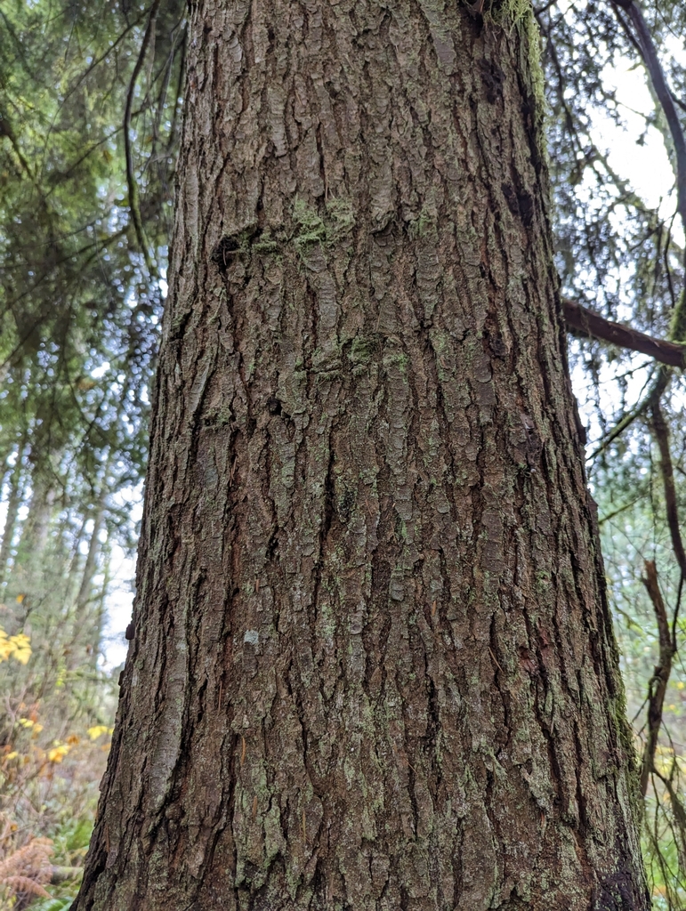 western hemlock from Duvall, WA 98019, USA on November 22, 2023 at 10:34 AM by Gordon Hogenson ...