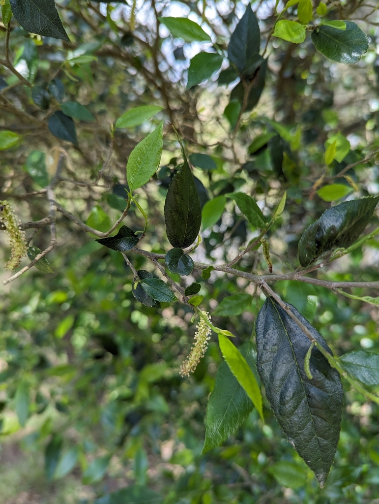 whalebone tree from Buccan on November 23, 2023 at 12:02 PM by ...