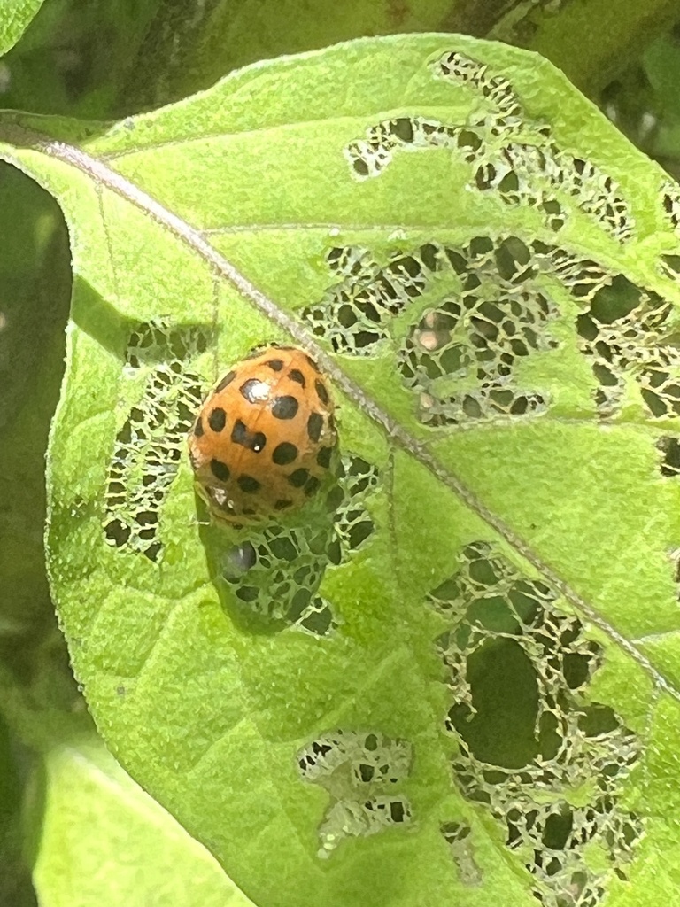 Hadda Beetle from Efate, Vanuatu, VU on November 23, 2023 at 12:18 PM ...