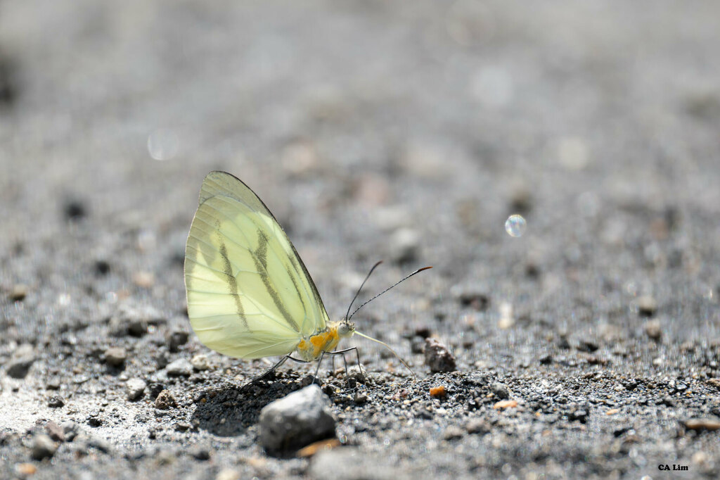 White Mimic-White from Coca, Ecuador on November 10, 2023 at 10:10 AM ...