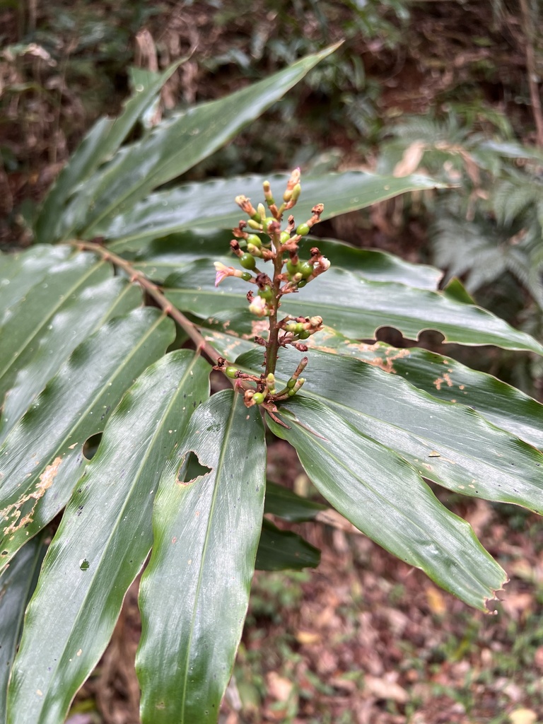 Native Ginger from Nightcap National Park, Whian Whian, NSW, AU on ...
