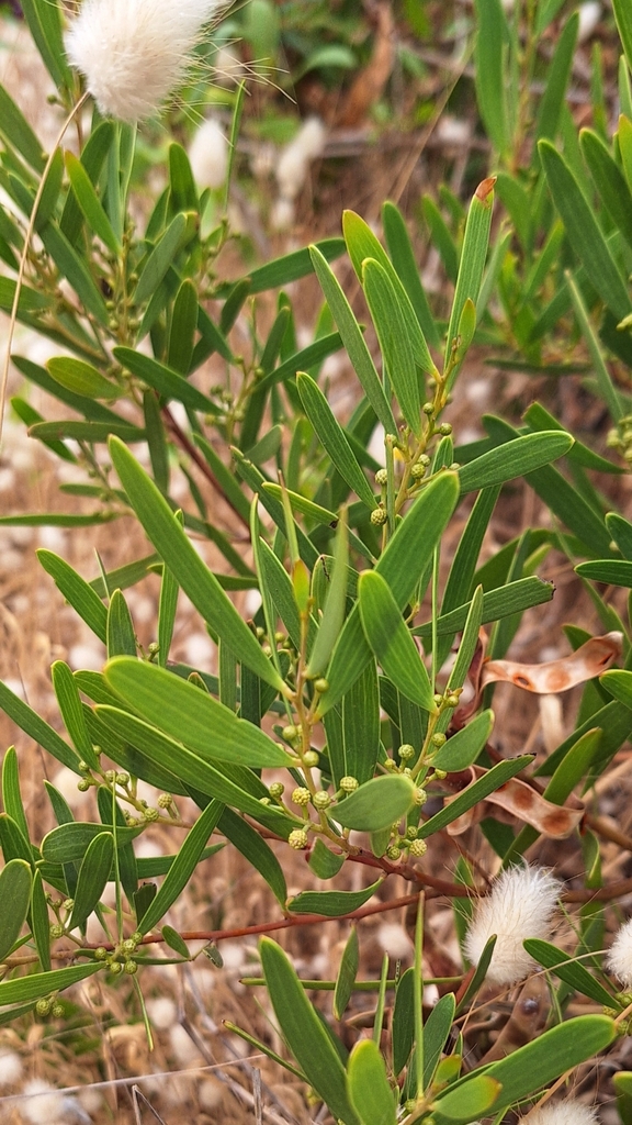 western coastal wattle from Stop 129 The Esplanade - West side, Aldinga ...