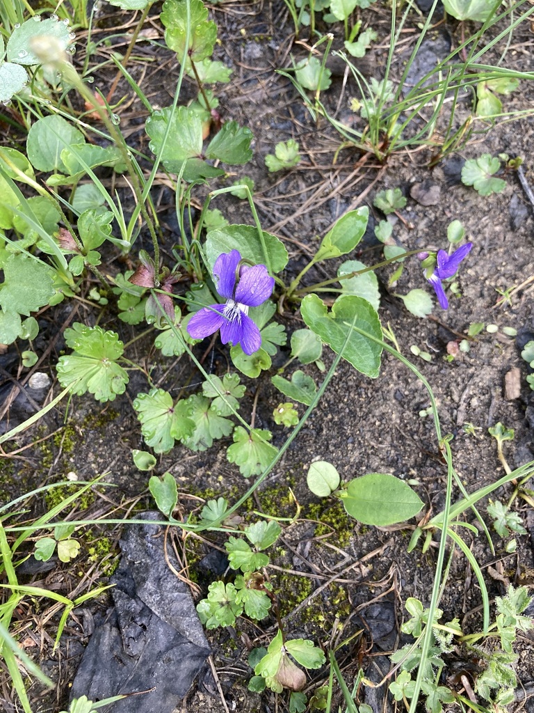 northern bog violet from Columbia-Shuswap, BC, Canada on June 16, 2023 ...