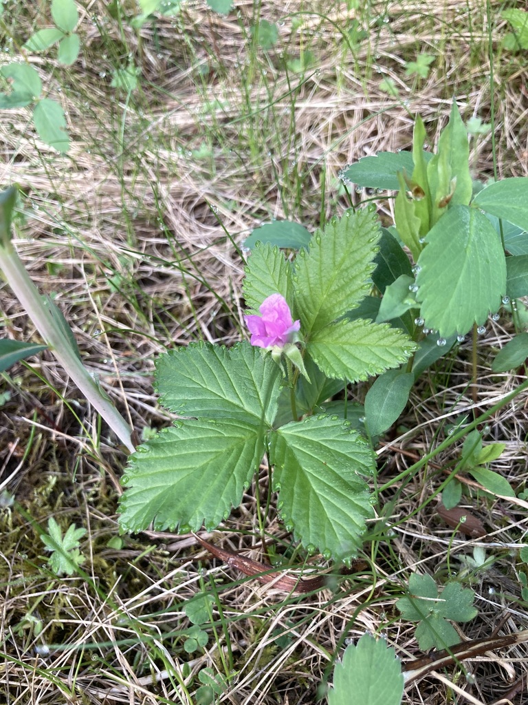 Arctic raspberry from Columbia-Shuswap, BC, Canada on June 16, 2023 at ...