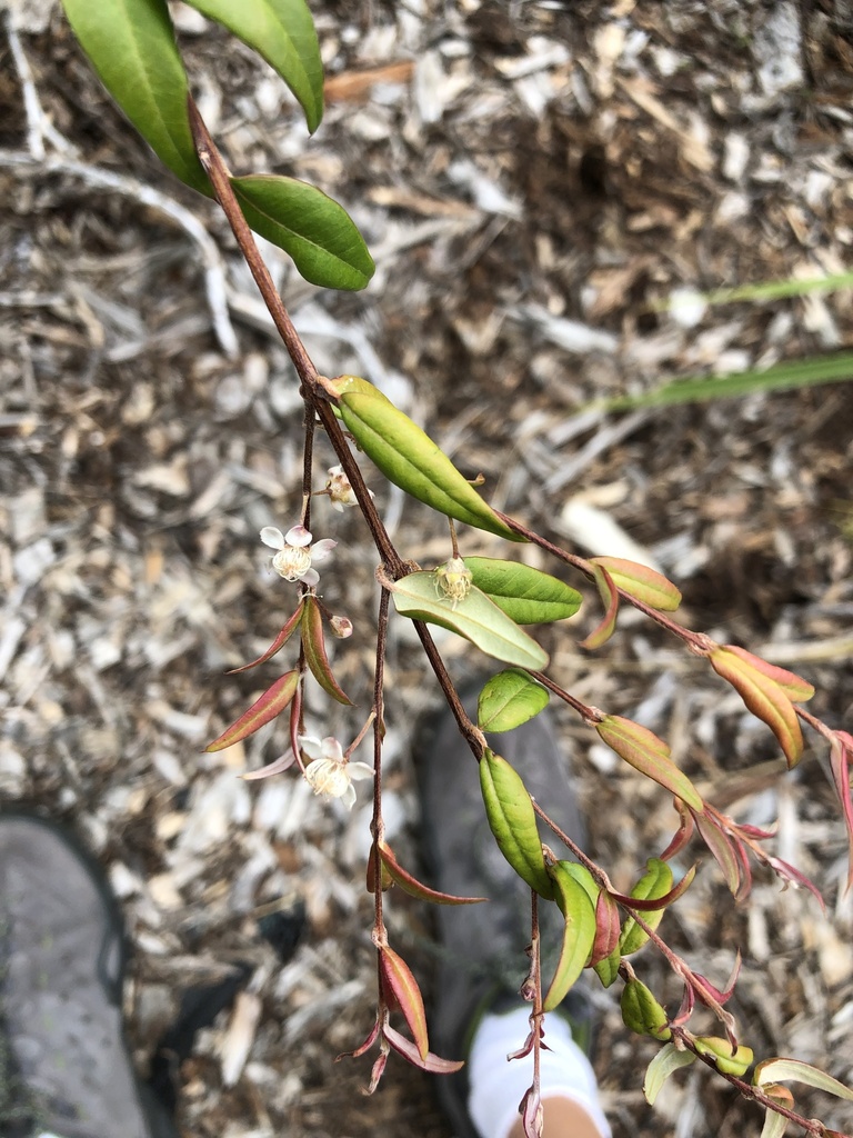 Midgen Berry from North Stradbroke Island, Dunwich, QLD, AU on November ...