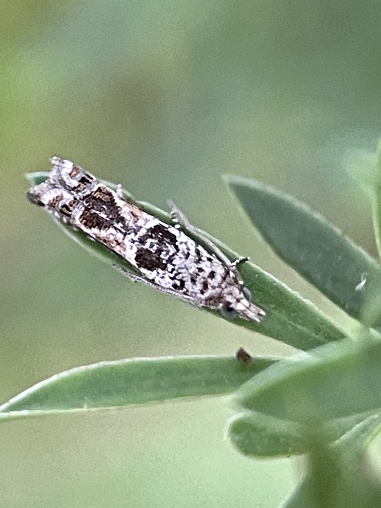 Spilonota constrictana from Frankston South, VIC, AU on November 23 ...