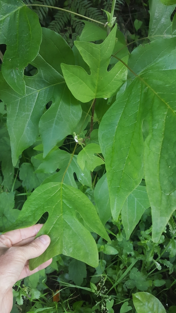 tulip tree from Paengaroa, New Zealand on November 22, 2023 at 10:22 AM ...