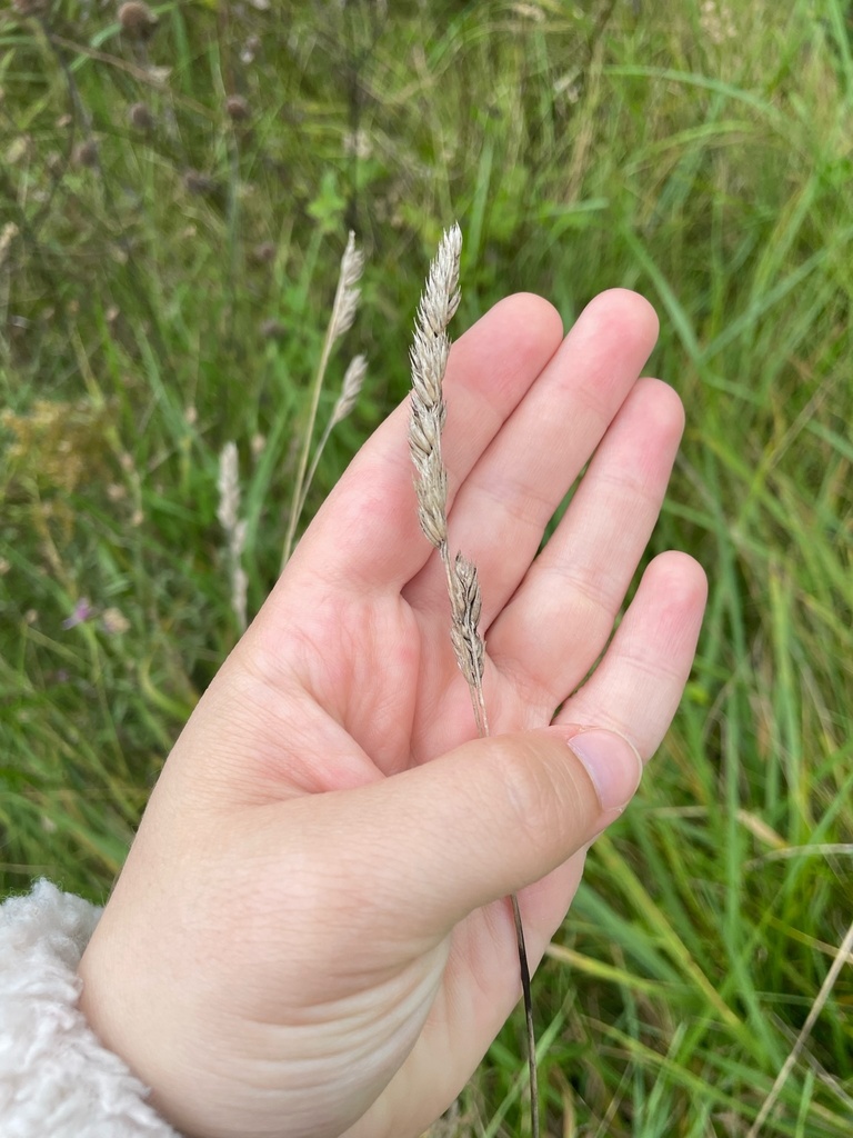 Poeae from Matthaei Botanical Gardens, Ann Arbor, MI, US on October 10 ...