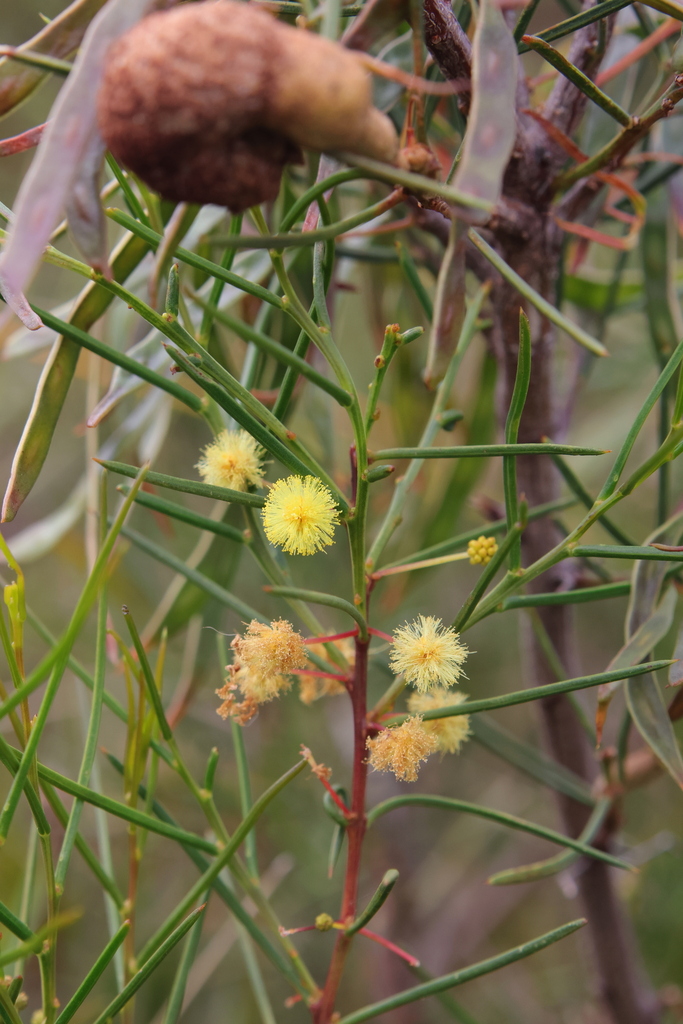 Spreading Wattle from Golden Beach VIC 3851, Australia on November 16 ...
