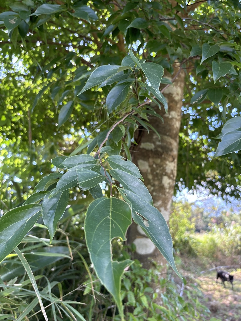 Chinese Hackberry from 臺灣島, 蘇澳鎮, ILA, TW on November 23, 2023 at 10:31 ...