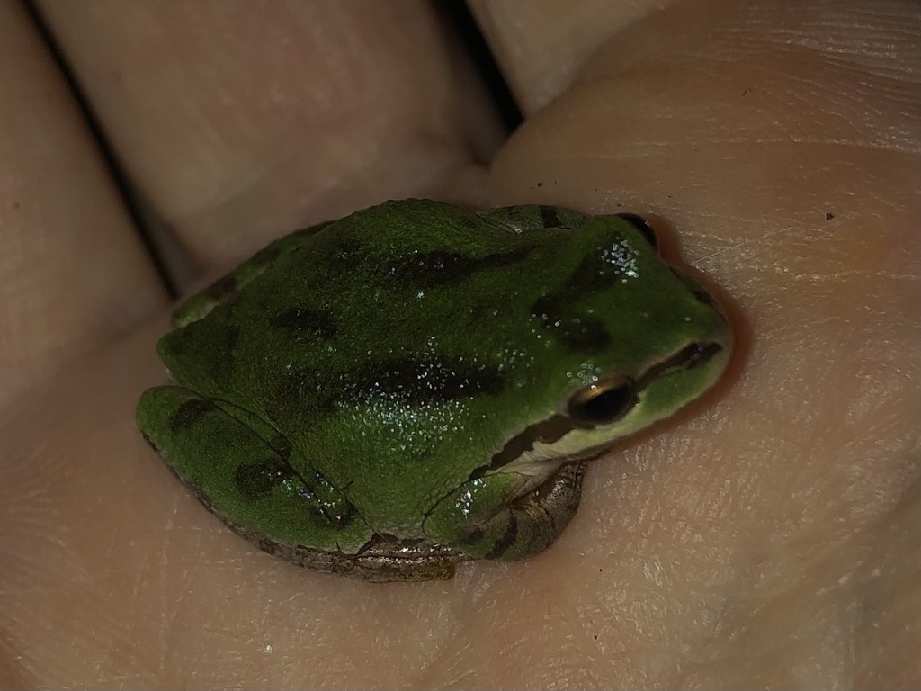 Northern Pacific Tree Frog from W Division St, Ridgefield, WA, US on ...