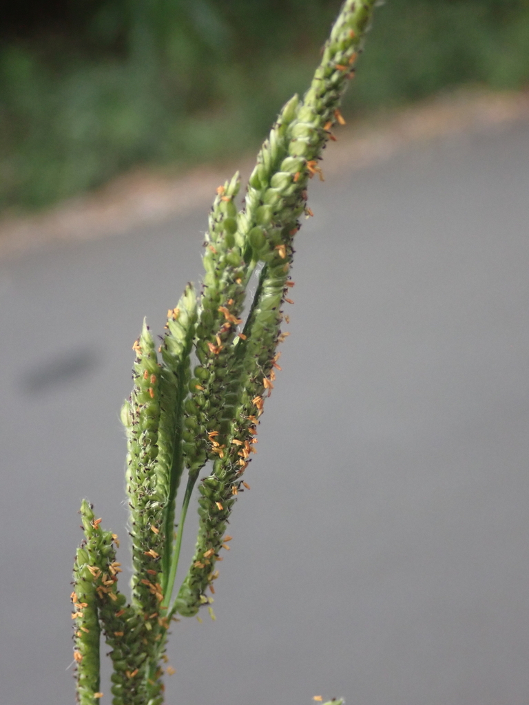 Vasey Grass from 424台灣台中市和平區 on October 4, 2023 at 04:00 PM by Kuan ...
