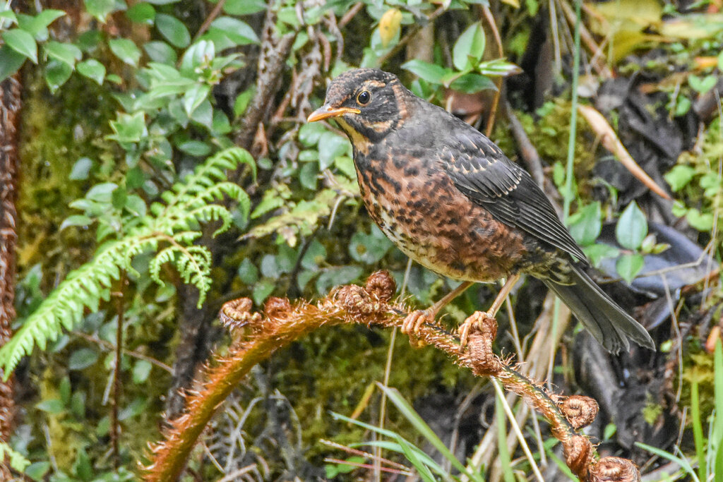 Papuan island-thrush from Kumul Lodge, Highlands Hwy, Papua New Guinea ...
