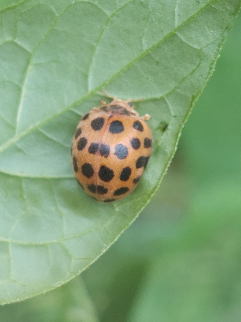 Hadda Beetle from Dural NSW 2158, Australia on November 23, 2023 at 01: ...