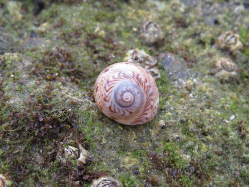 Natica queketti · iNaturalist