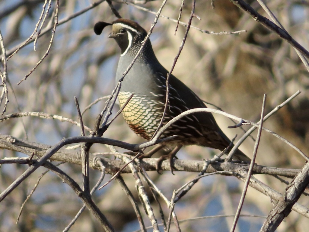 California Quail from Munson Pond Park, Kelowna, BC, CA on November 22 ...
