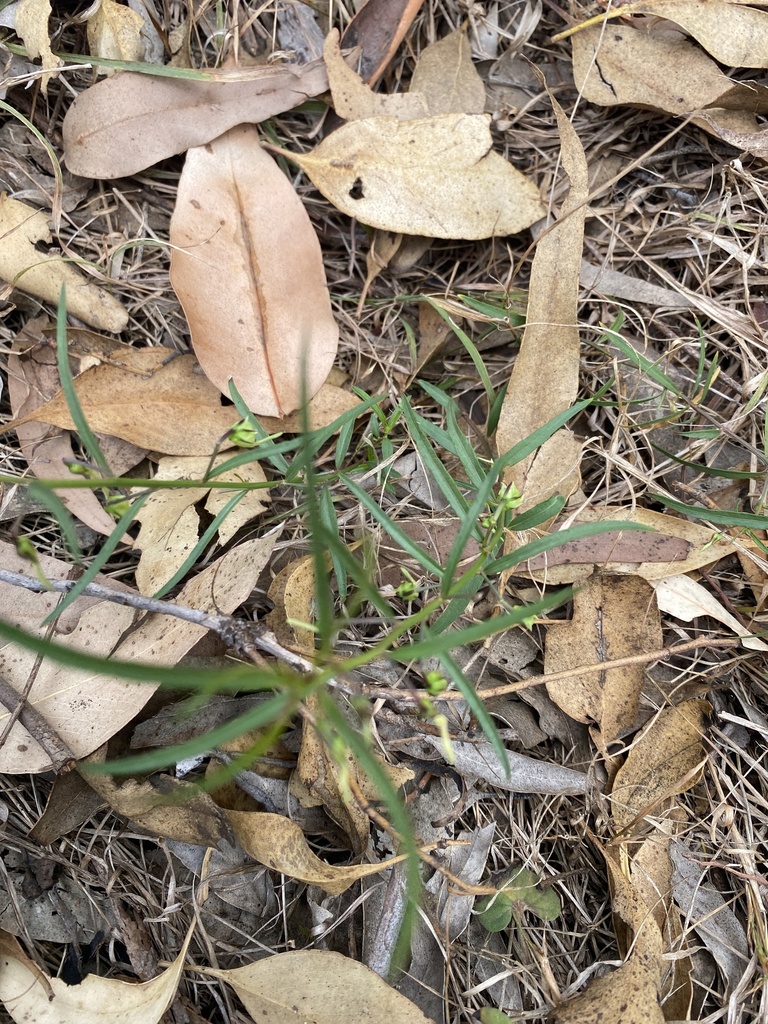 spade flower from Power St, Prairiewood, NSW, AU on November 23, 2023 ...