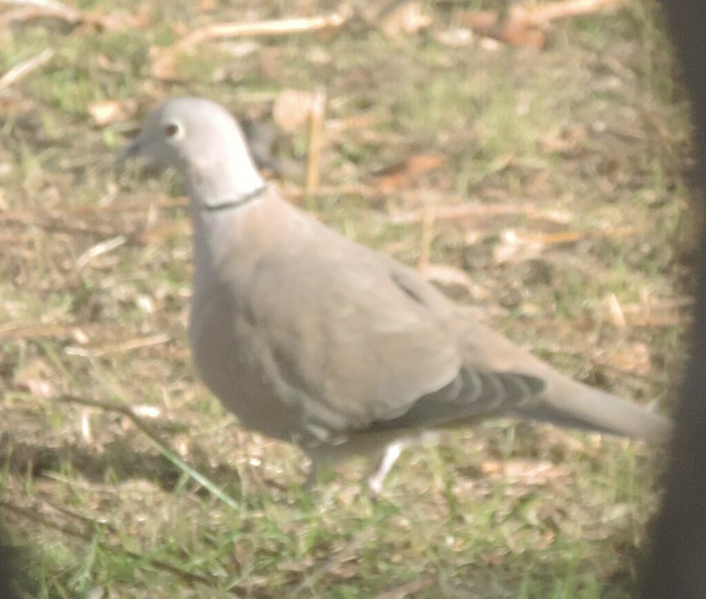Eurasian Collared-Dove from Osoyoos, BC V0H, Canada on November 22 ...