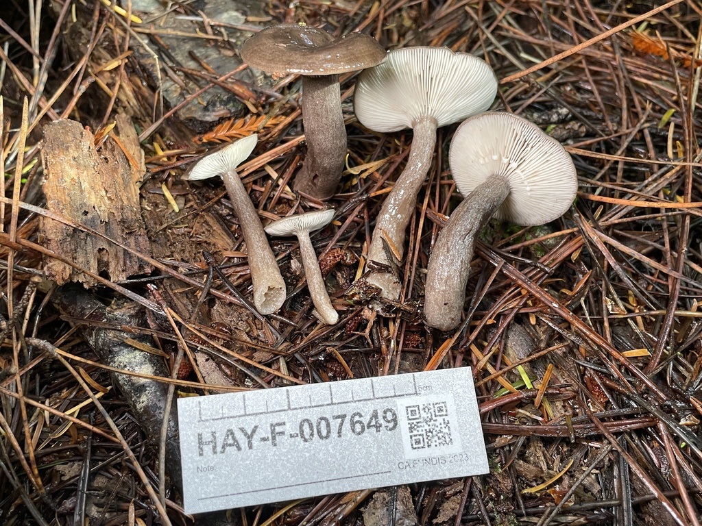 Gray-stemmed Milk Cap from Jackson Demonstration State Forest ...
