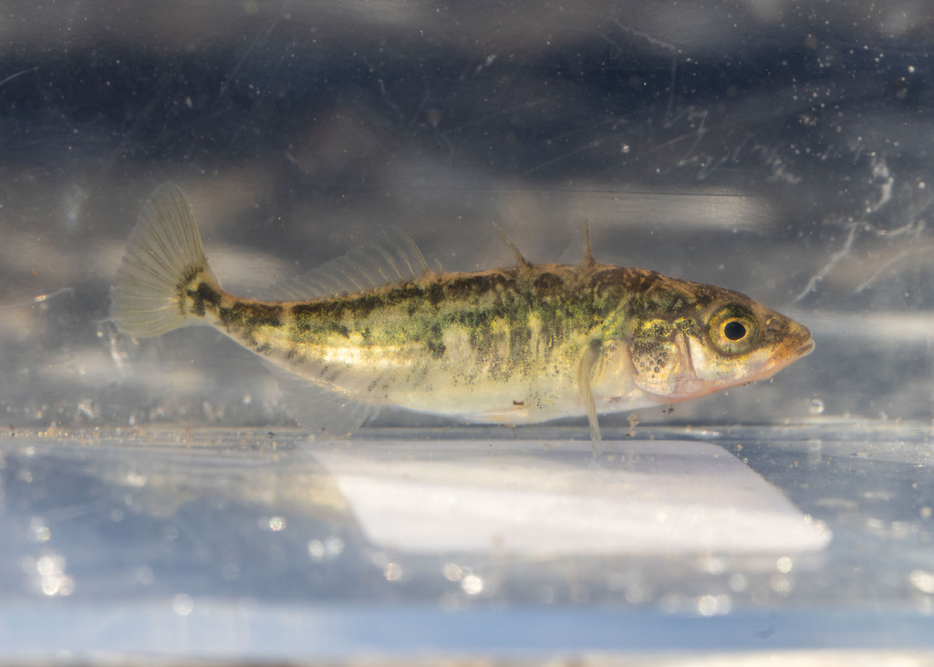 Threespine Stickleback in November 2023 by Zack Abbey · iNaturalist