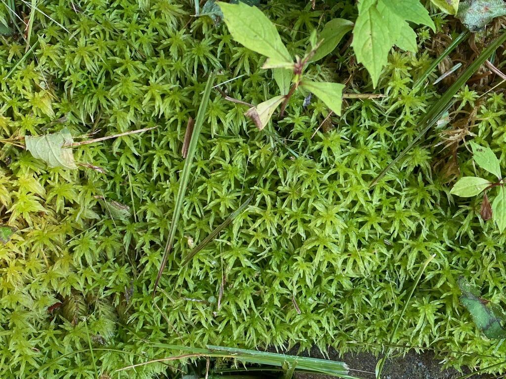Girgensohn's Peatmoss from Swain County, NC, USA on August 20, 2023 by ...
