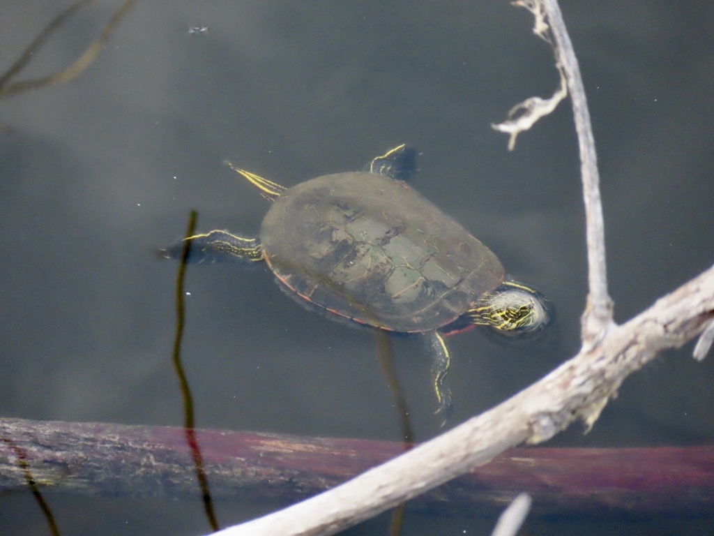 Turtle For Sale Kelowna at Sarah Lee blog