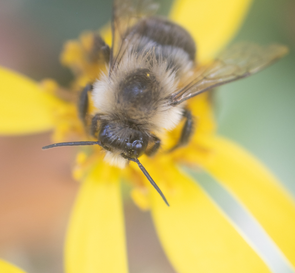 Common Eastern Bumble Bee from Midtown, Atlanta, GA, USA on November 14 ...