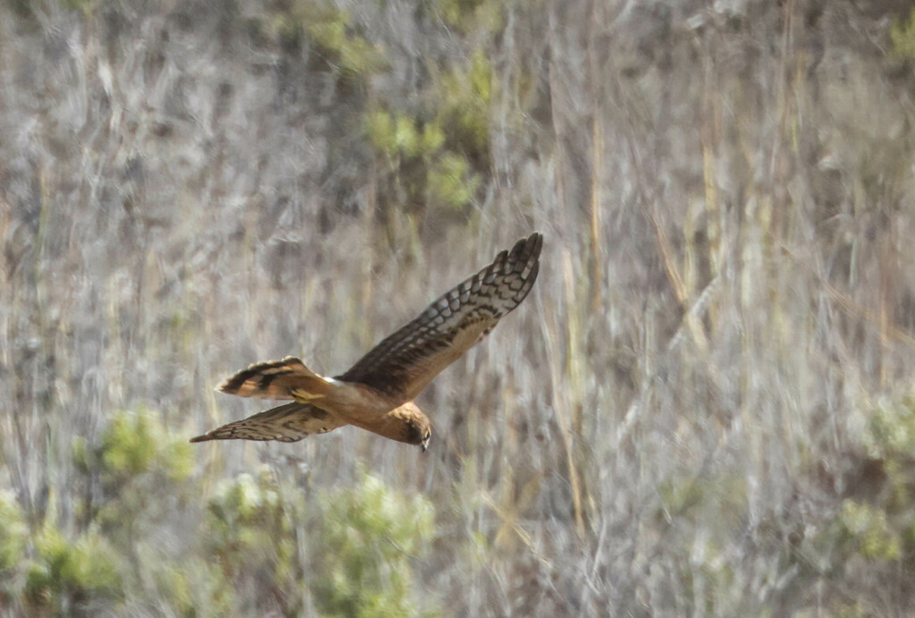 Northern Harrier from Turri Rd, California on November 22, 2023 at 11: ...