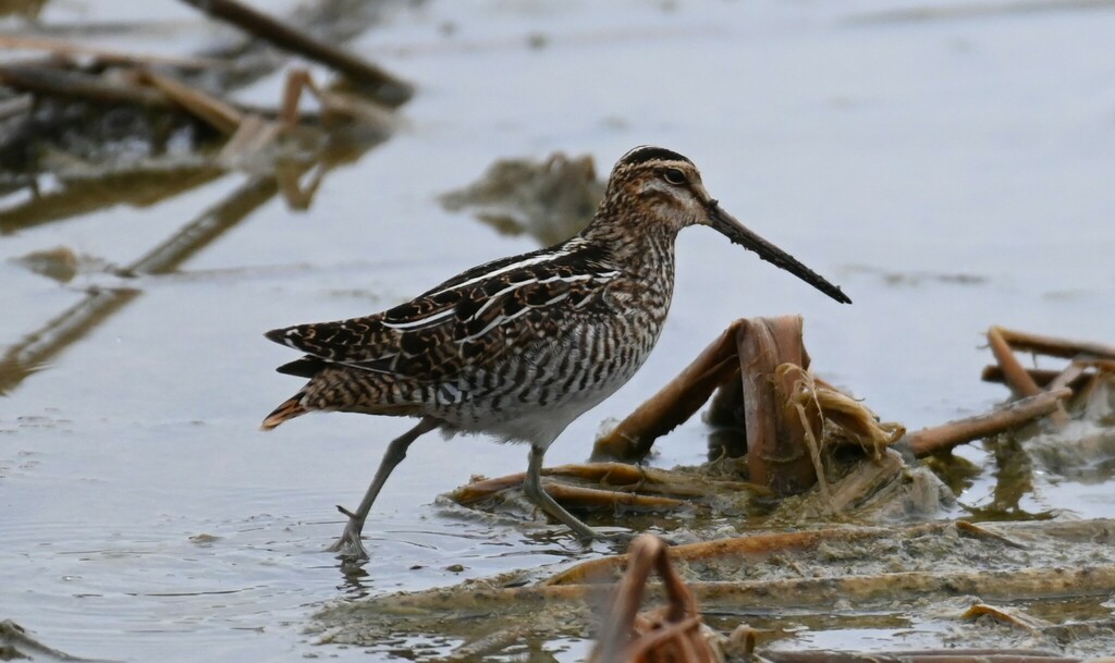 Wilson's Snipe from Hidalgo County, TX, USA on November 22, 2023 at 03: ...