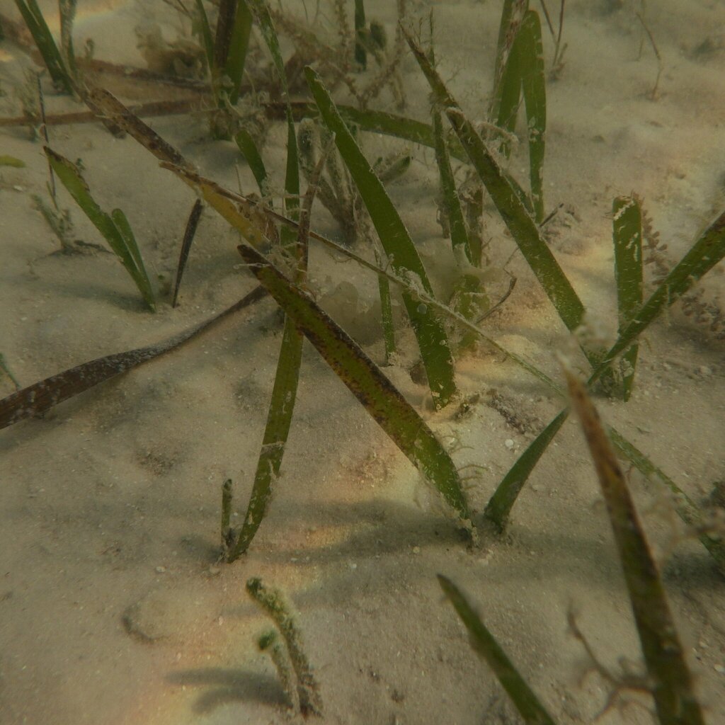 Turtle Grass from Miami-Dade County, FL, USA on November 22, 2023 at 10 ...