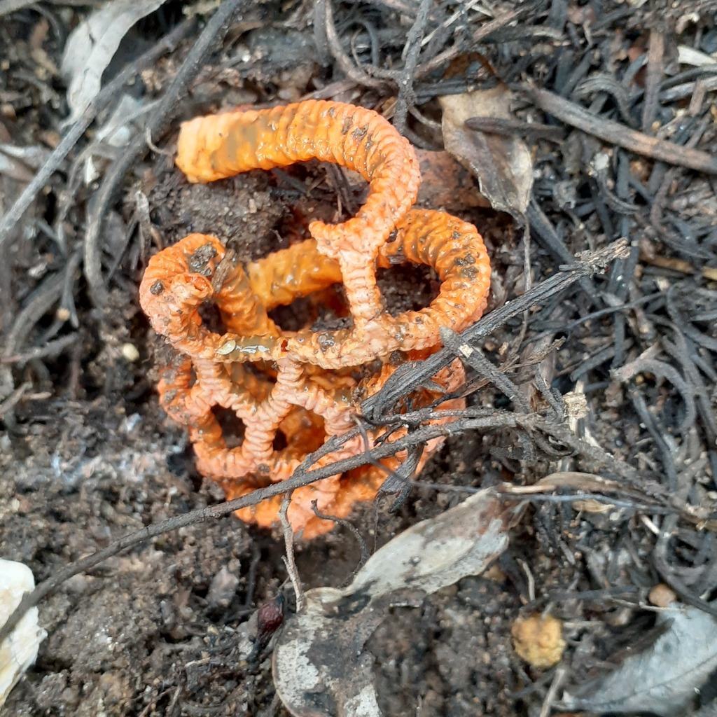 Craypot Stinkhorn from Duncans Creek NSW 2340, Australia on February 7 ...