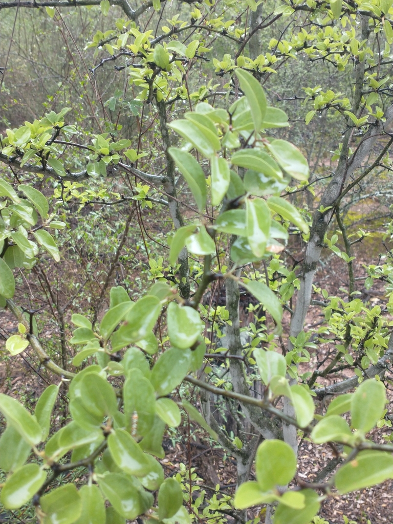 Sarcomphalus mistol from Capital, Santiago del Estero, Argentina on ...
