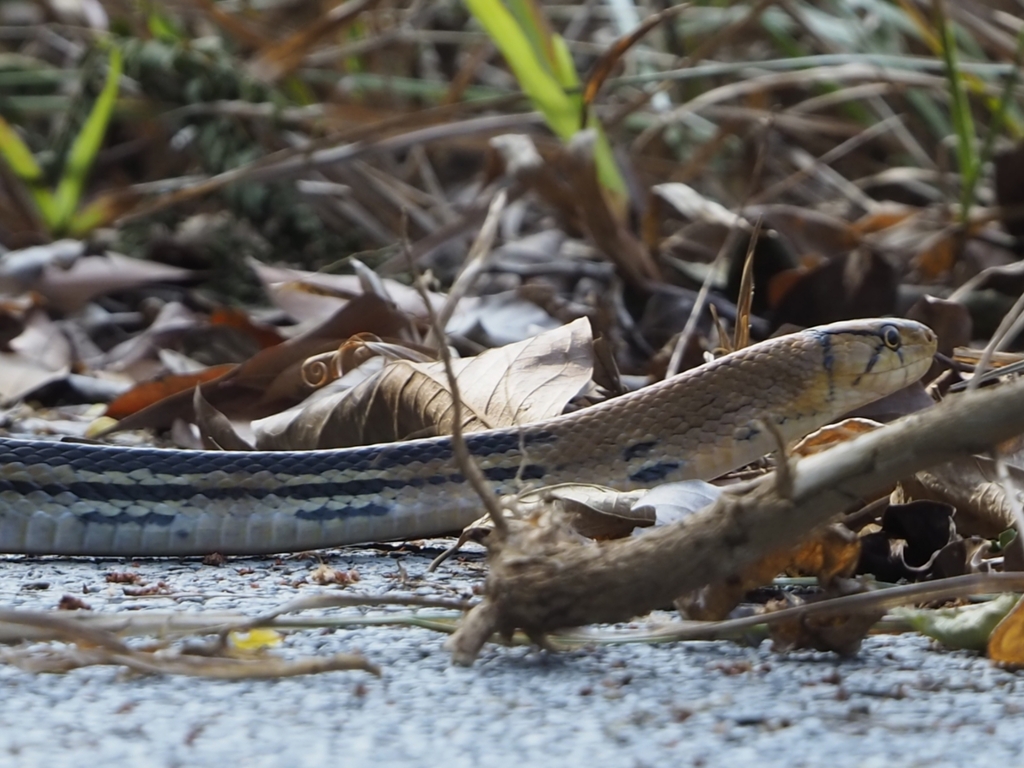 Copperhead Rat Snake from Shenzhen, CN-GD, CN on November 23, 2023 at ...
