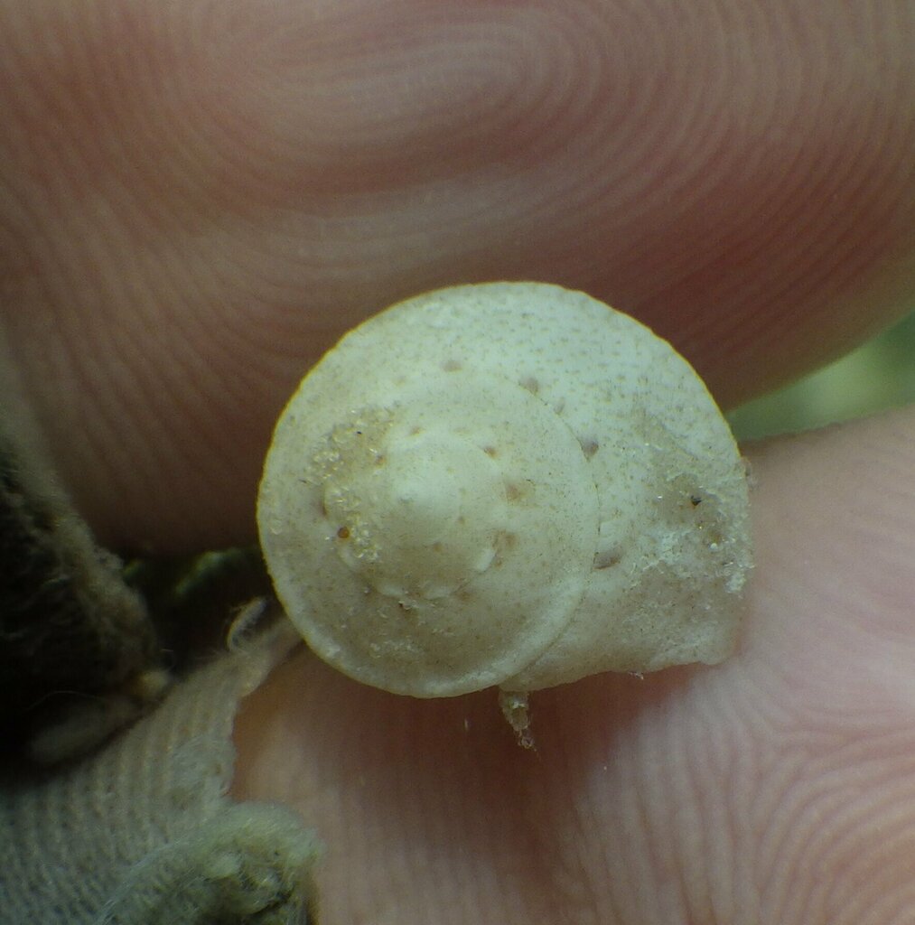 Button Snail from Miami-Dade County, FL, USA on November 22, 2023 at 11 ...