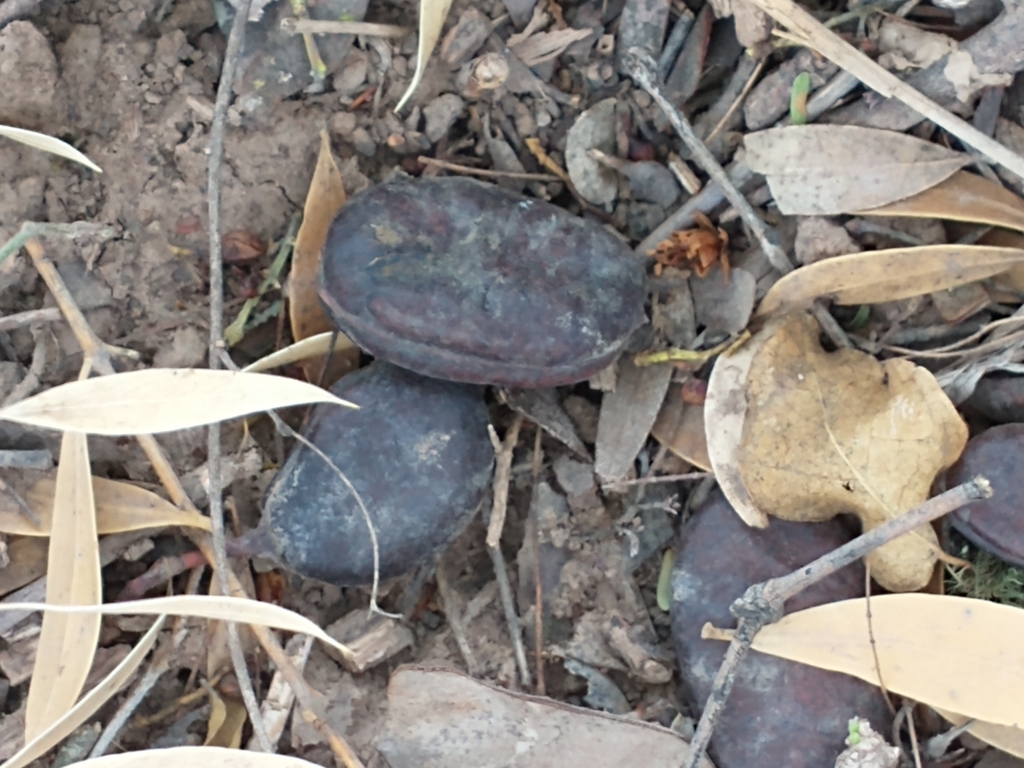 Libidibia paraguariensis in November 2023 by Pablo Preliasco · iNaturalist