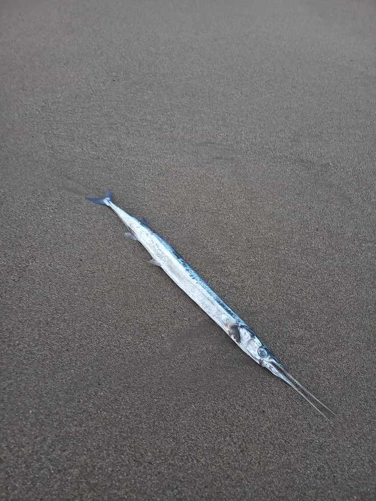 Keeltail Needlefish from Boca de Tomates, Jal., México on September 5 ...