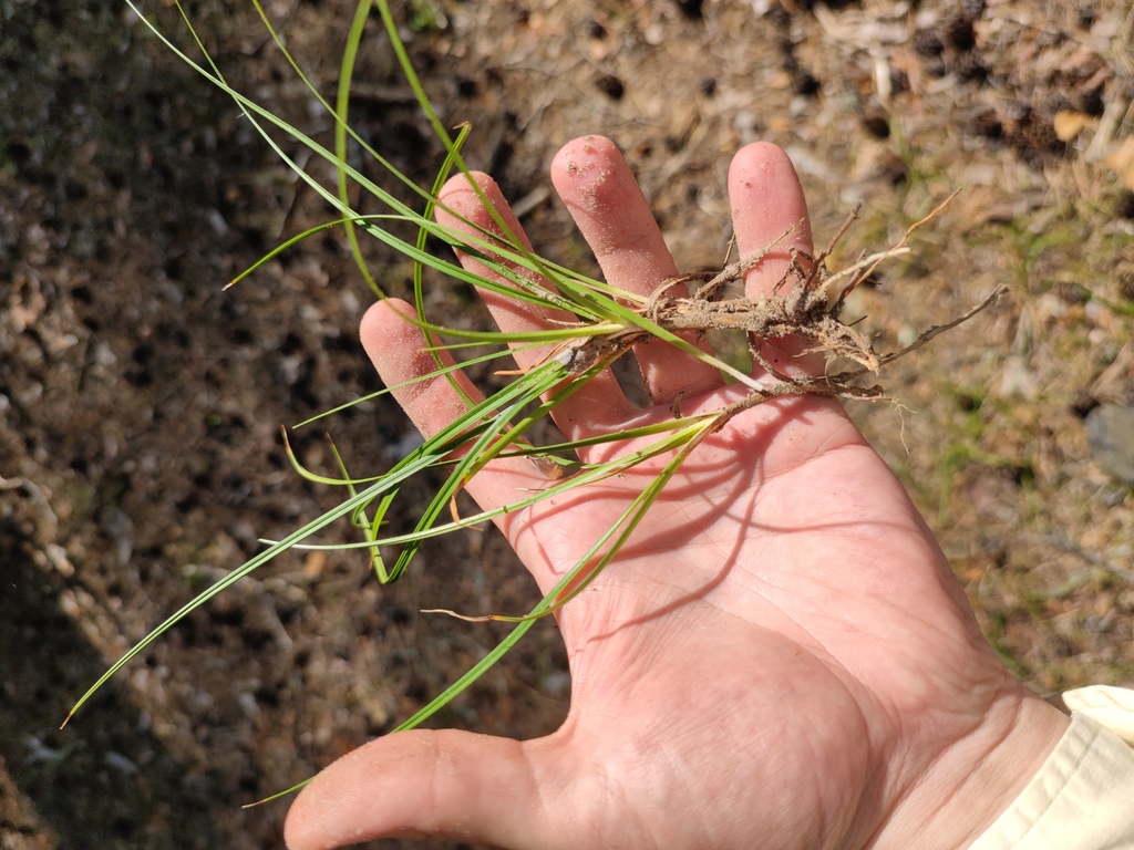 Rare Spring-sedge from Н6-3 (Бужа - Радужный), Собинский р-н ...
