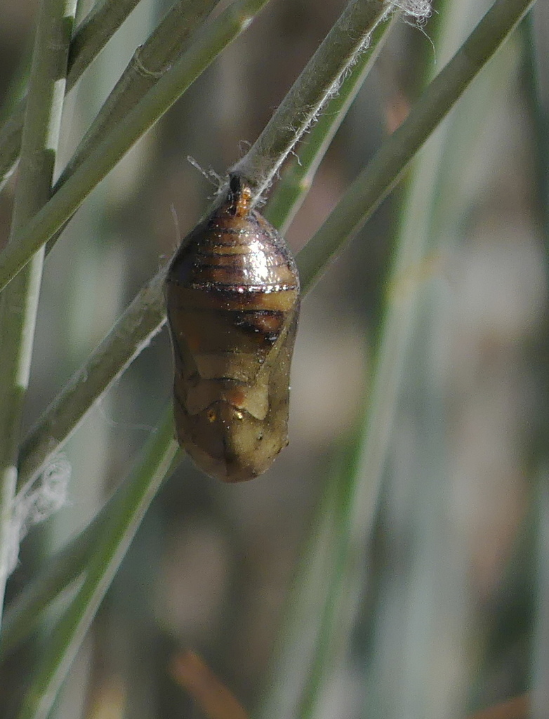 Monarch from San Bernardino County, CA, USA by barry mantell. Failed ...