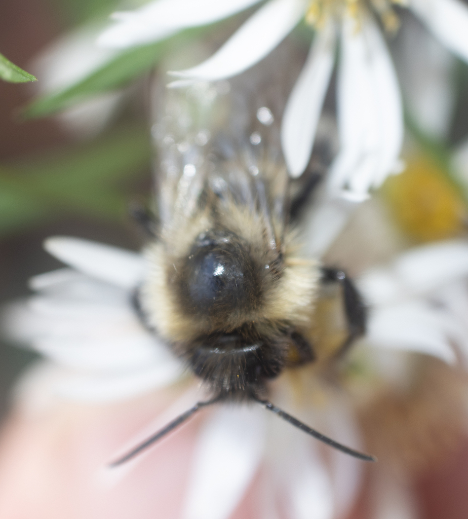 Common Eastern Bumble Bee from Atlanta, GA, USA on November 14, 2023 at ...
