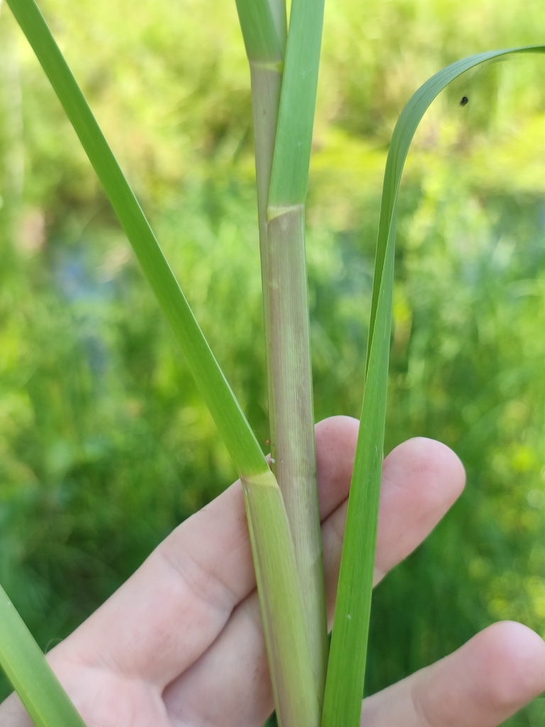 reed meadowgrass from Н6-3 (Бужа - Радужный), Собинский р-н ...