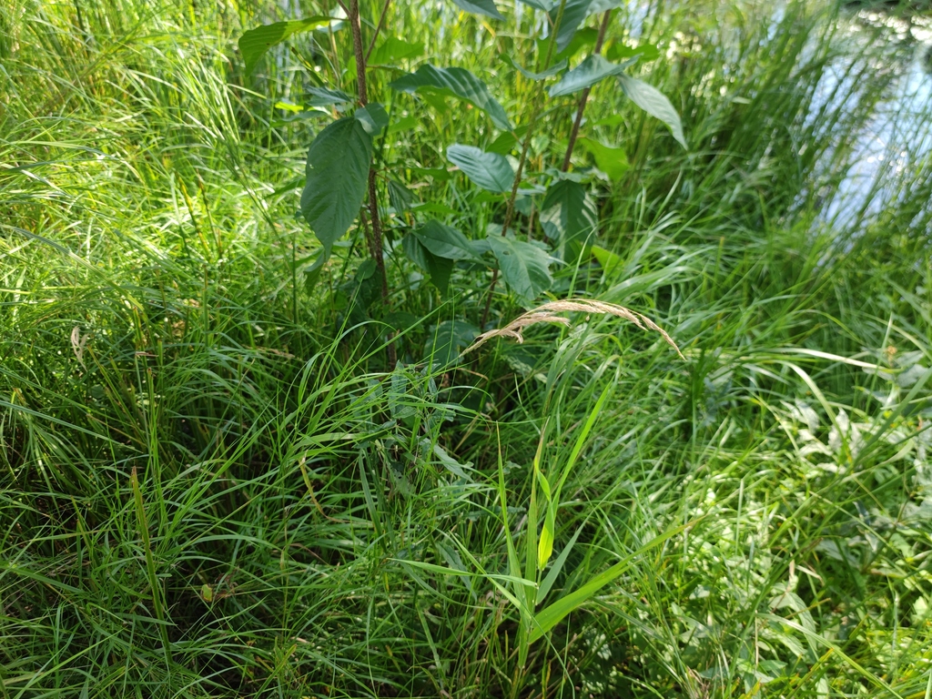 Purple Small-reed from Н6-3 (Бужа - Радужный), Собинский р-н ...