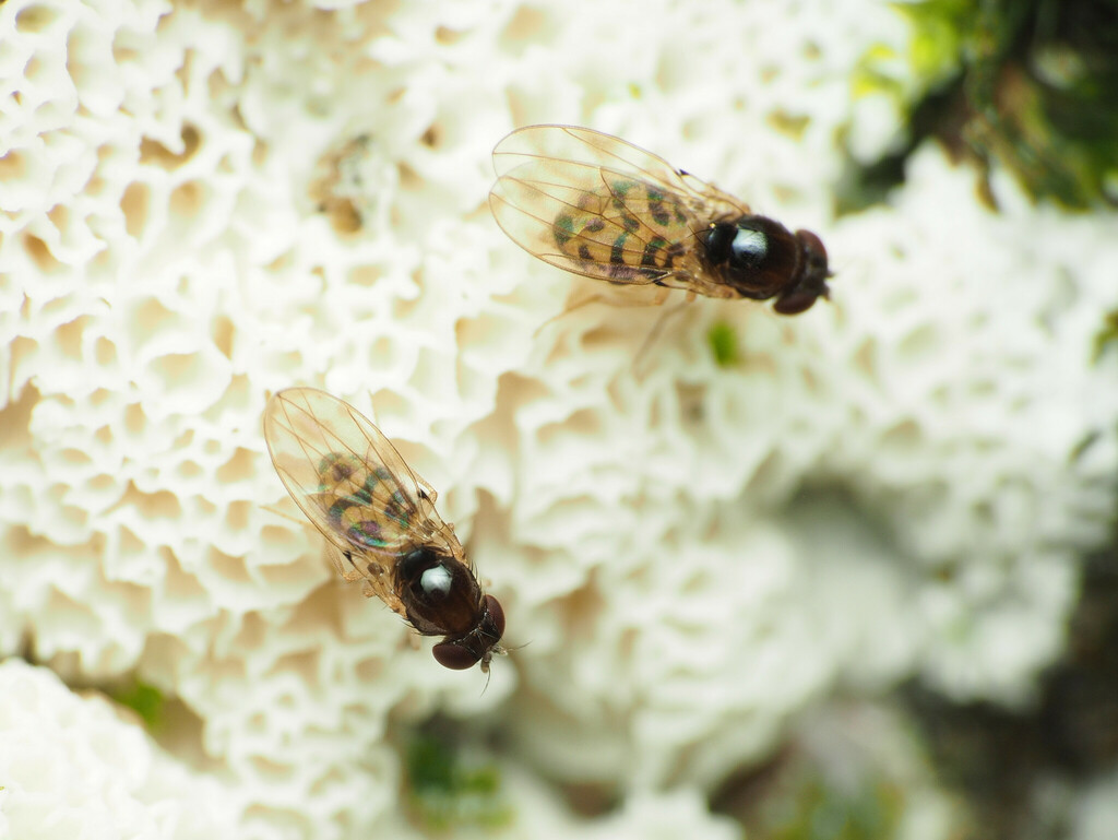 Mycodrosophila claytonae from Montgomery, Maryland, United States on ...