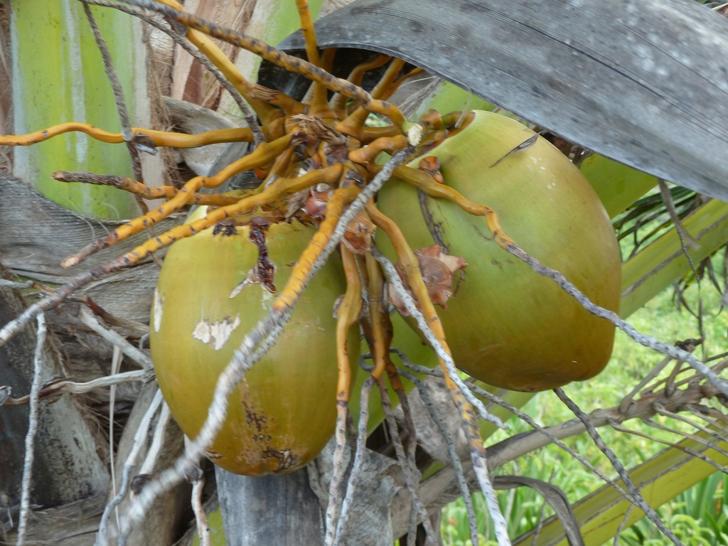 coconut palm from Tulum Municipality, Quintana Roo, Mexico on May 7 ...