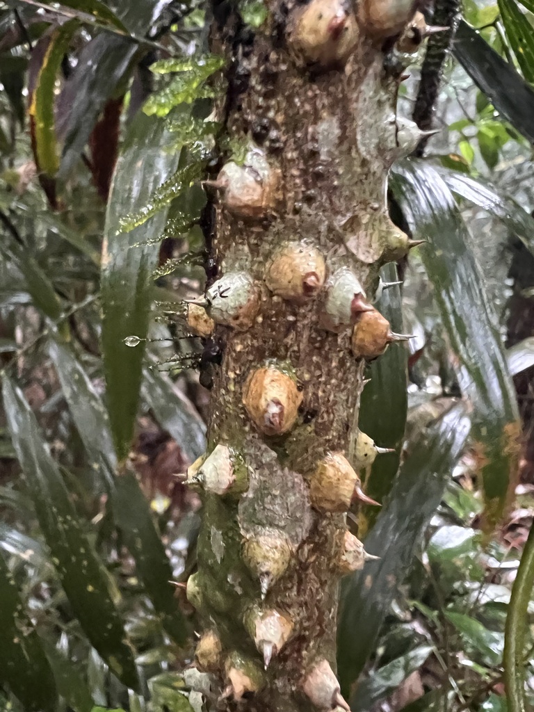 Satin Tree from Nightcap National Park, Doon Doon, NSW, AU on November ...