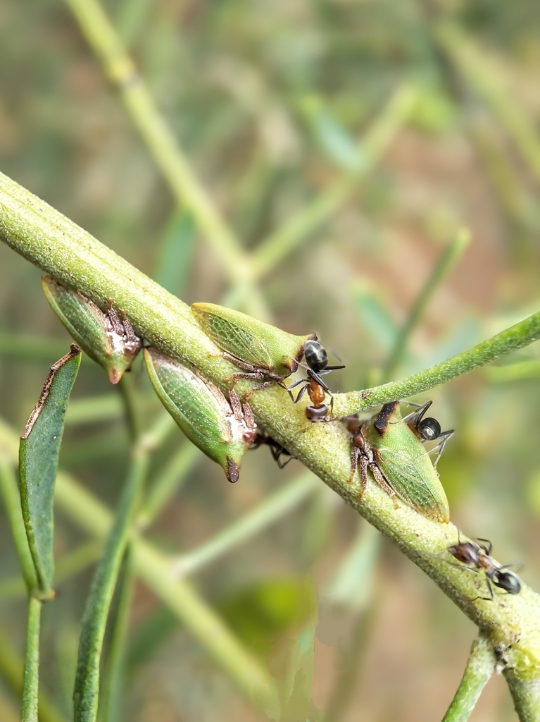 Green Treehopper in November 2023 by cinclosoma · iNaturalist