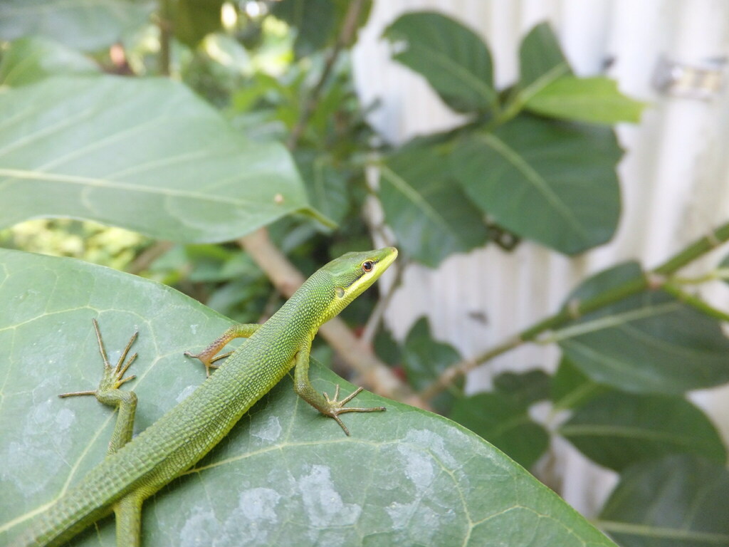Sakishima Grass Lizard in March 2013 by hakkahamushi · iNaturalist