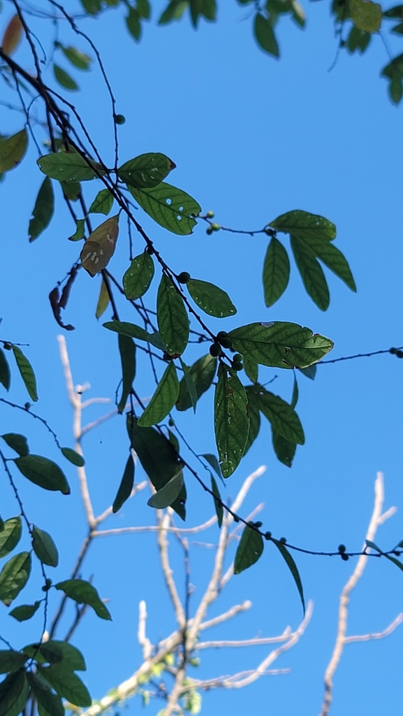 Pop-gun Seed from 804台灣高雄市鼓山區路標一 on November 23, 2023 at 10:47 AM by ...