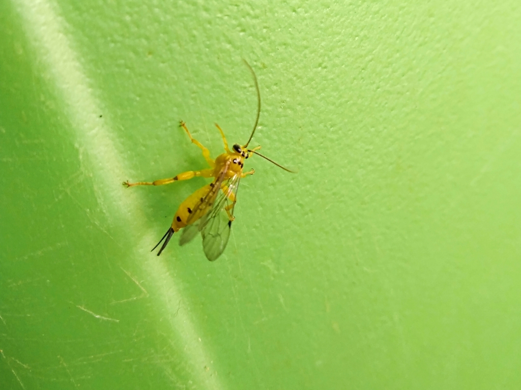 Xanthopimpla from Mahuva, Gujarat 364290, India on November 20, 2020 at ...